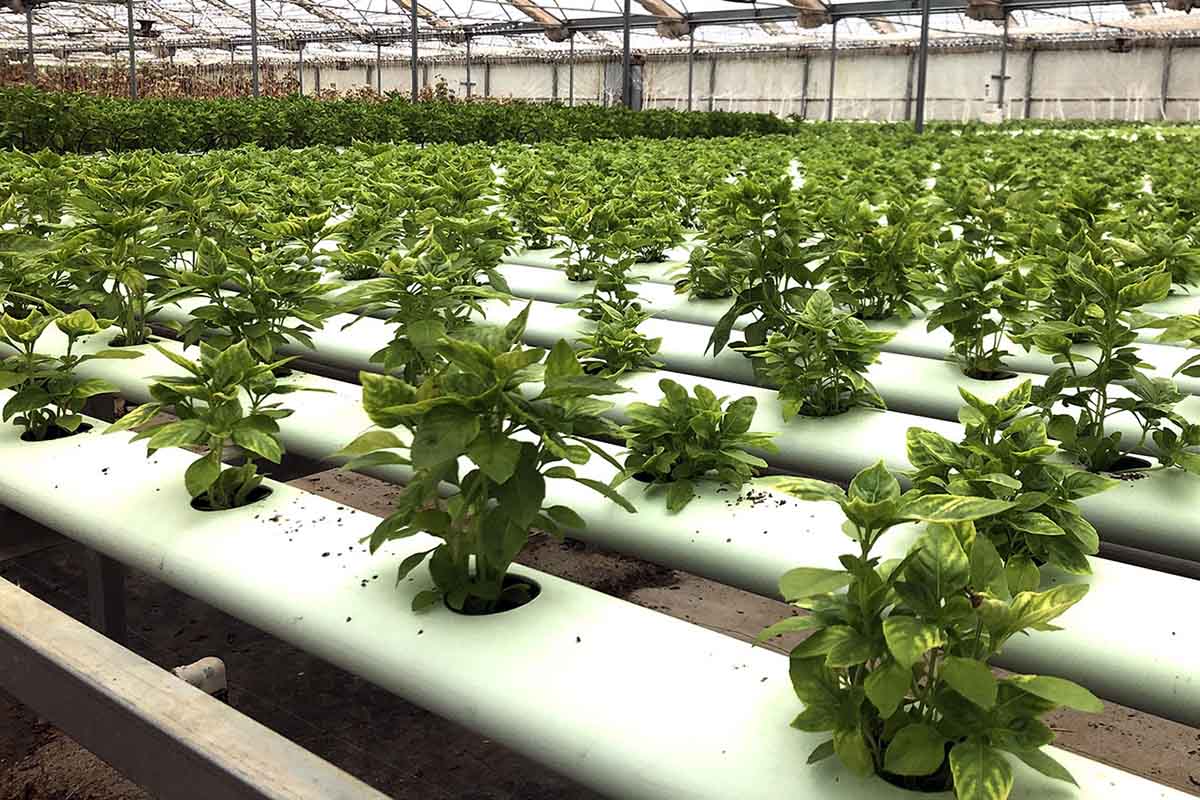 Hydro-organic Archi’s Acres Program Gives Veterans a Boost with Agriculture