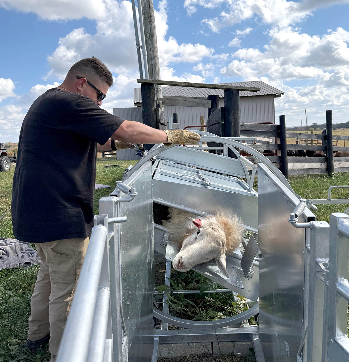 Veteran Grows Sheep Operation in Kentucky