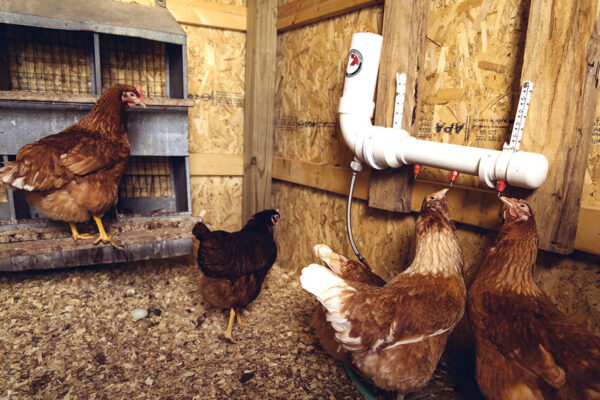 The Chicken Fountain Provides Automated Watering